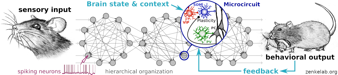 Hiring: Context-dependent information processing in biological neural networks – Zenke Lab